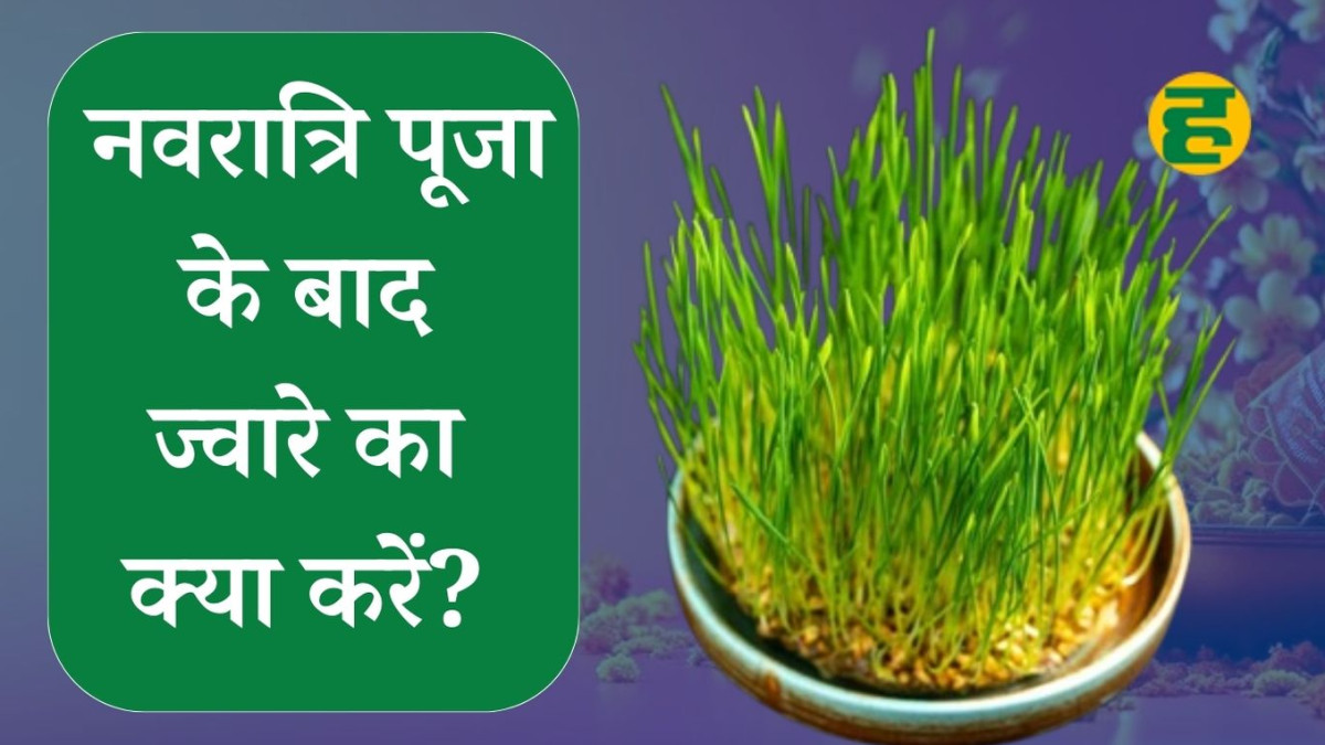 Navratri ke Jaware: नवरात्रि पूजा के बाद ज्वारे का क्या करें? साथ ही ...